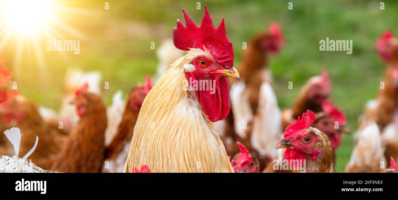 Von hahn Banque de photographies et d’images à haute résolution - Alamy