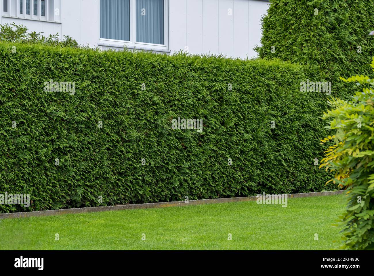 Thuja hecke Banque de photographies et d’images à haute résolution - Alamy