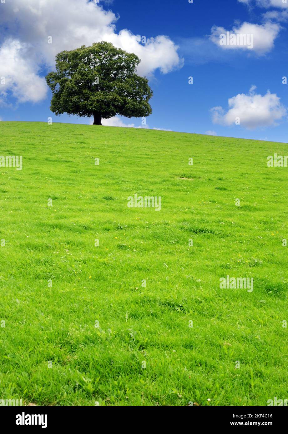 Wiese linde Banque de photographies et d’images à haute résolution - Alamy