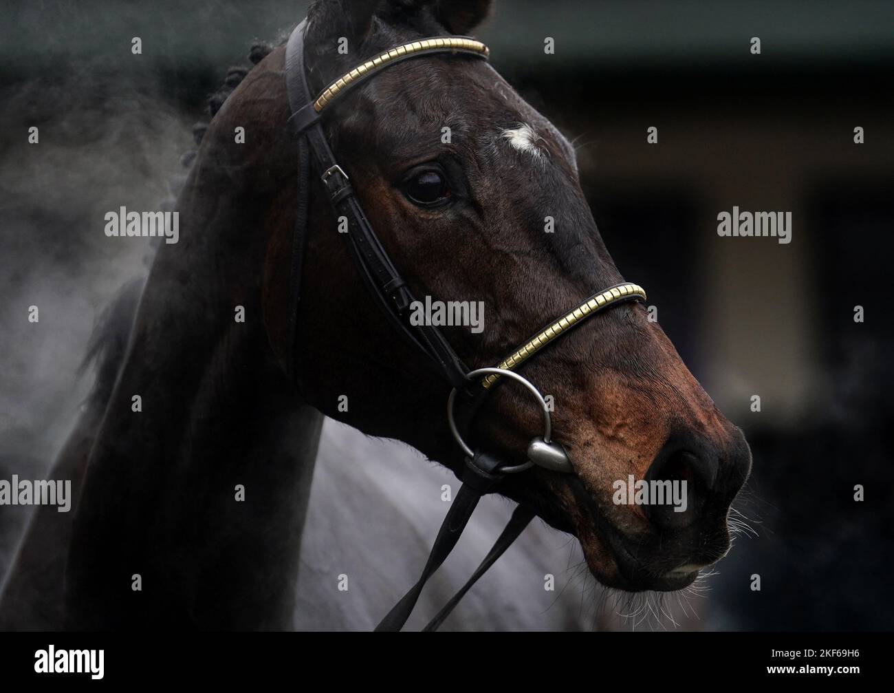 Un cheval donne de la vapeur à l'hippodrome de Warwick. Date de la ...