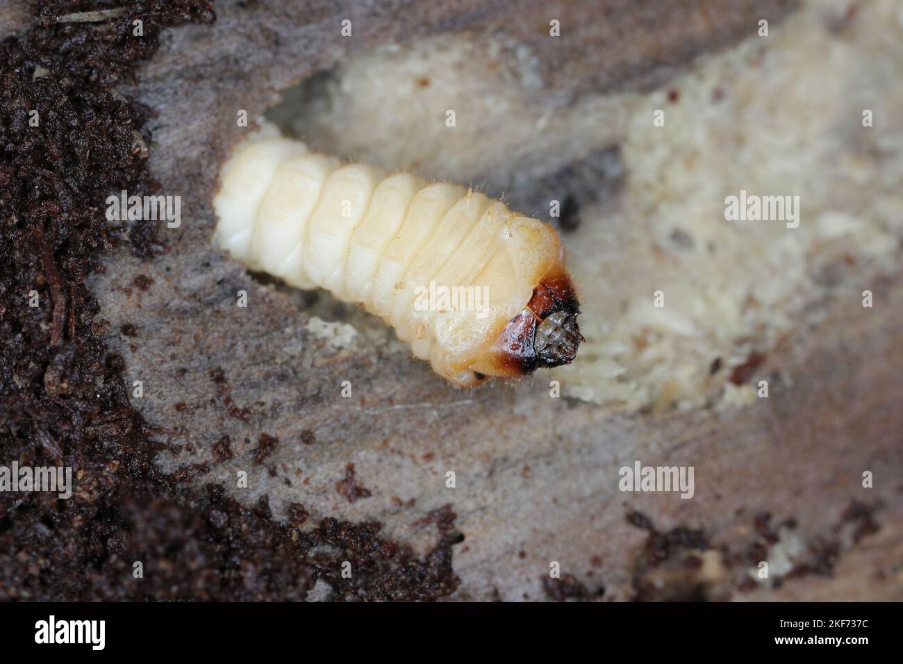 La larve d'un coléoptère de la famille des chèvres, Cerambycidae ...