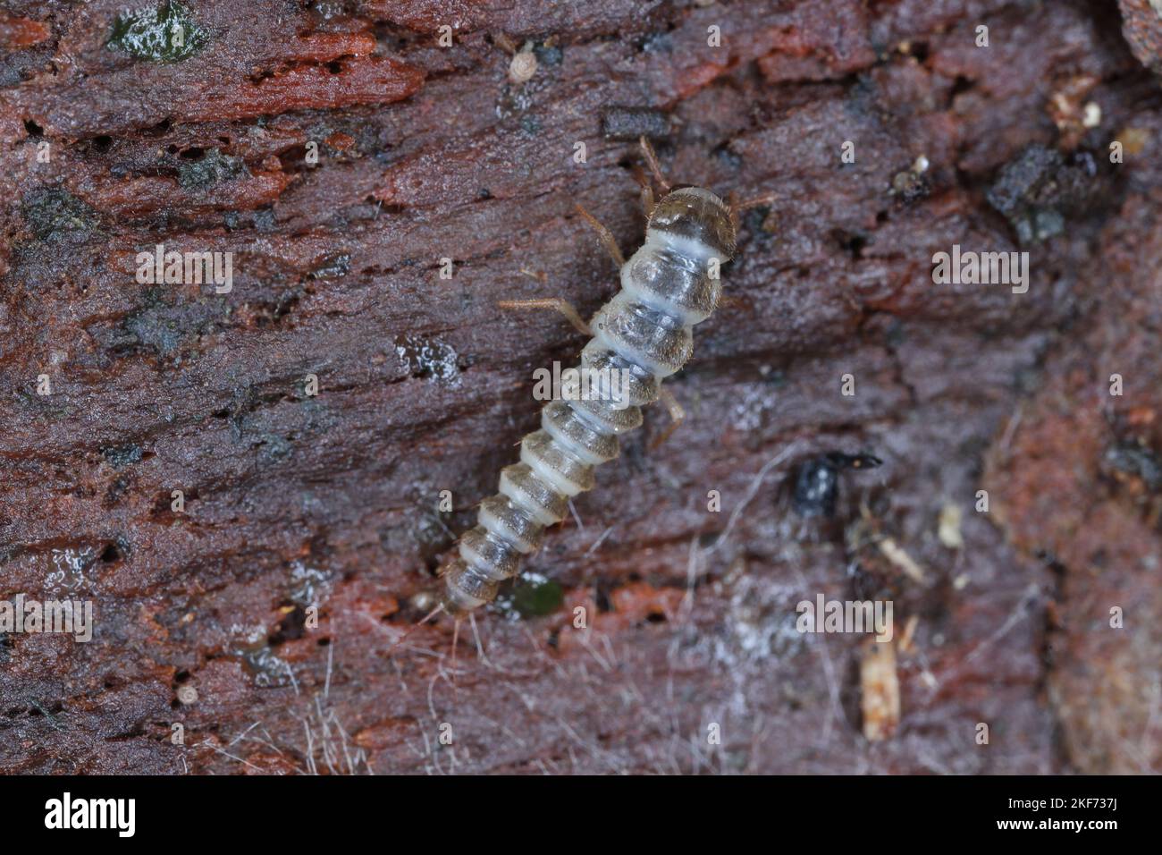 La larve d'un coléoptère de la famille des Staphylinidae, coléoptères ...