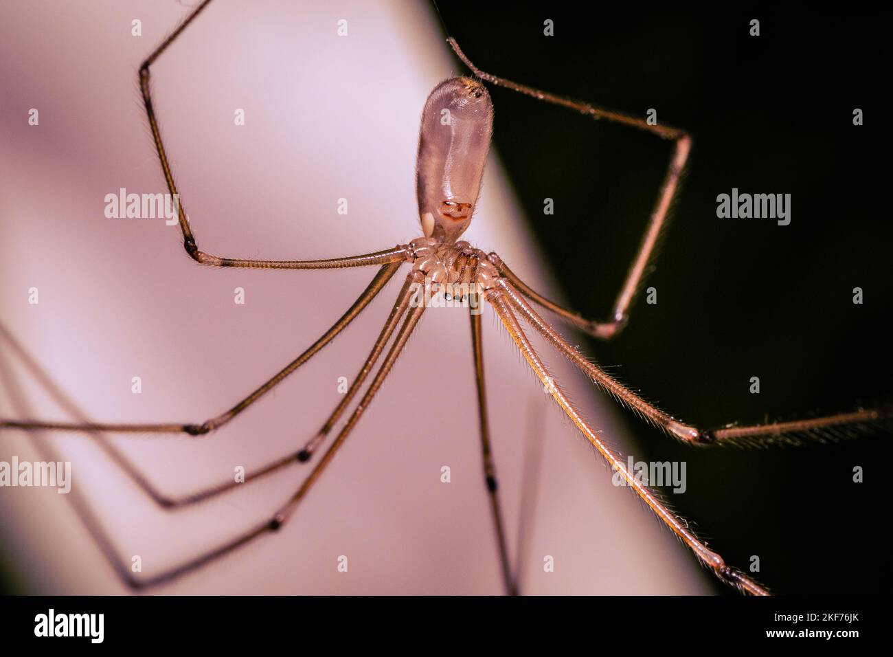 Photo macro d'une araignée (Pholcus phalangioides), gros plan de Pholcus phalangioides Photo ...