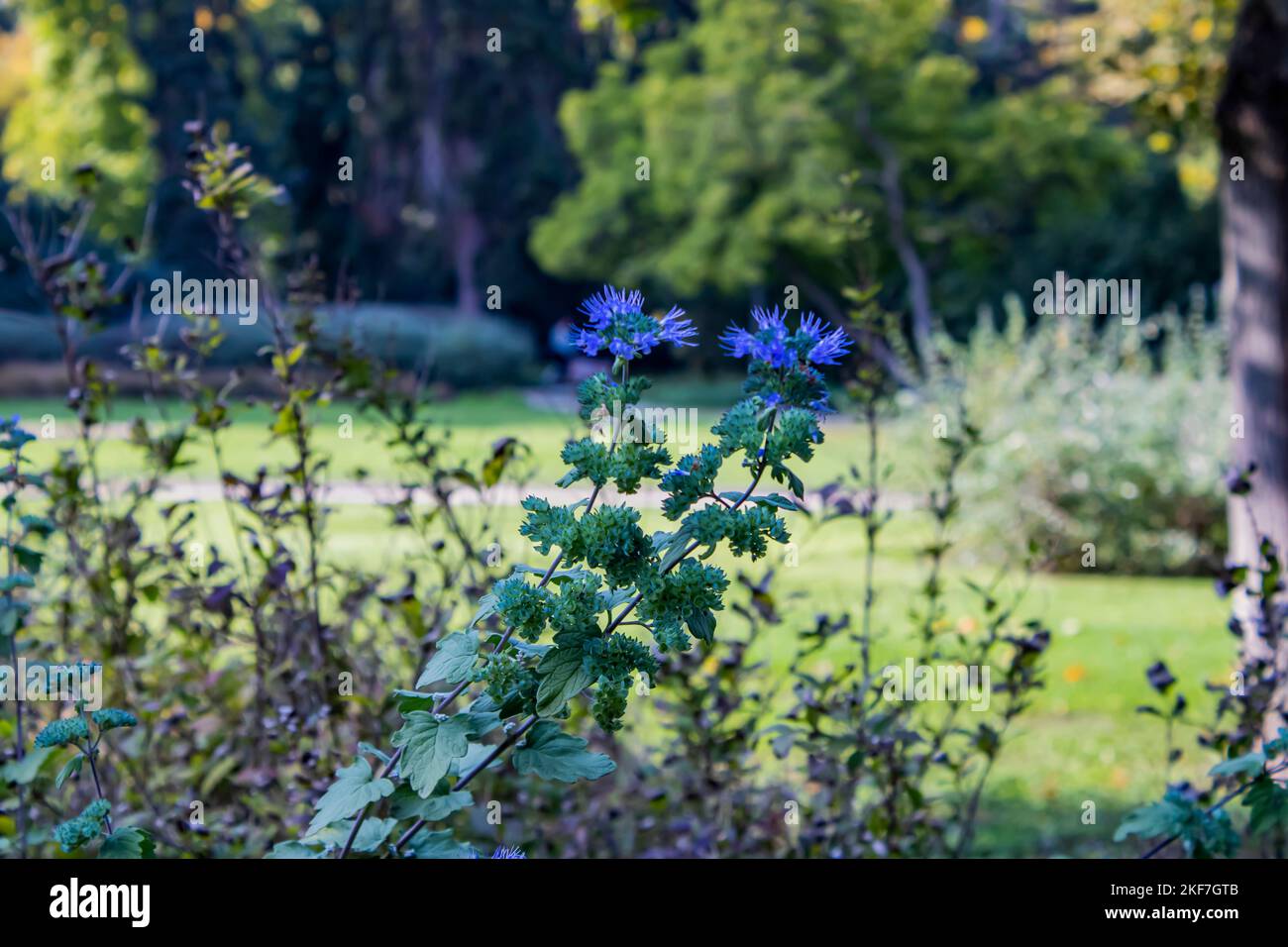 Caryopteris blue beard Banque de photographies et d’images à haute ...