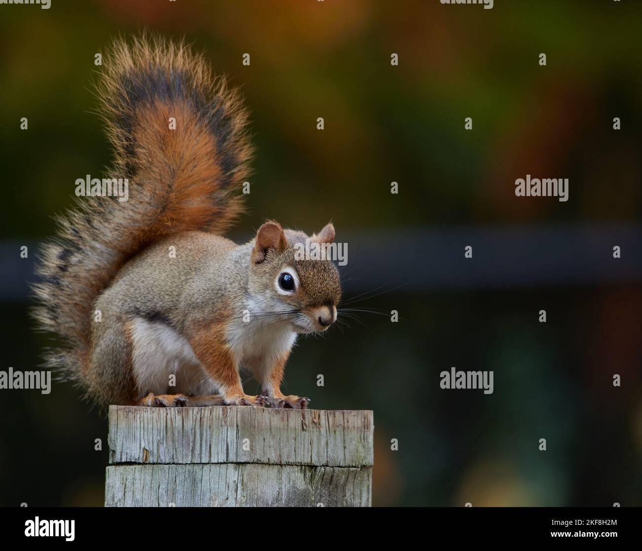 Petit écureuil rouge avec une queue moelleuse assise sur un poteau de ...