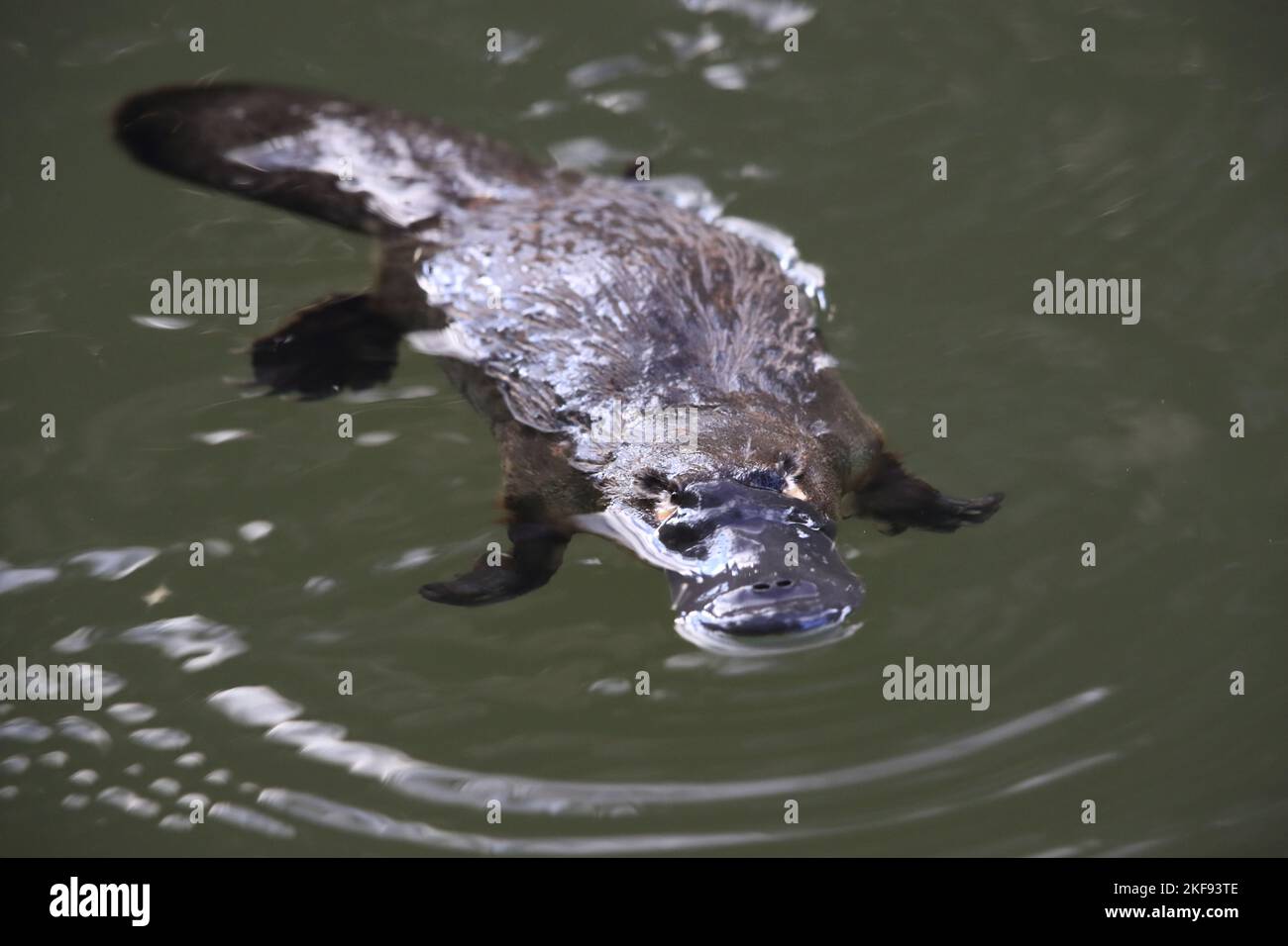 Nage ornithorynque Banque de photographies et d’images à haute ...