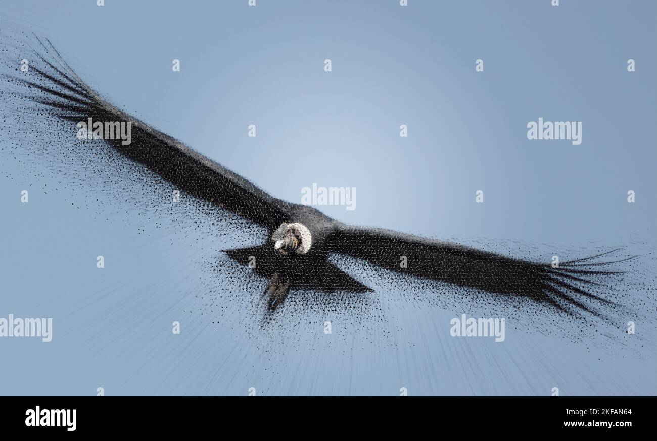 Amélioration numérique de la condor andin (Vultur gryphus), en vol ...