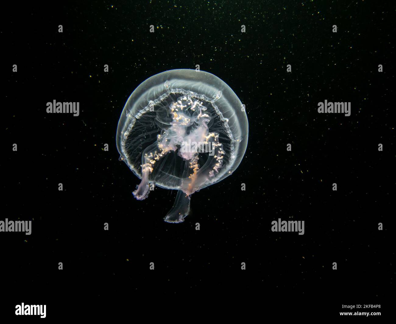 Une photo en gros plan d'un méduse de lune ou d'Aurelia aurita avec un ...