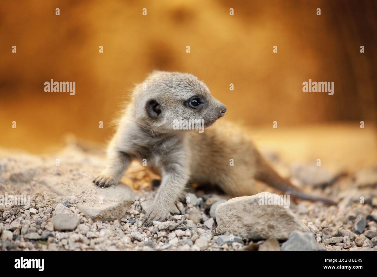 Meerkat baby Banque de photographies et d’images à haute résolution - Alamy
