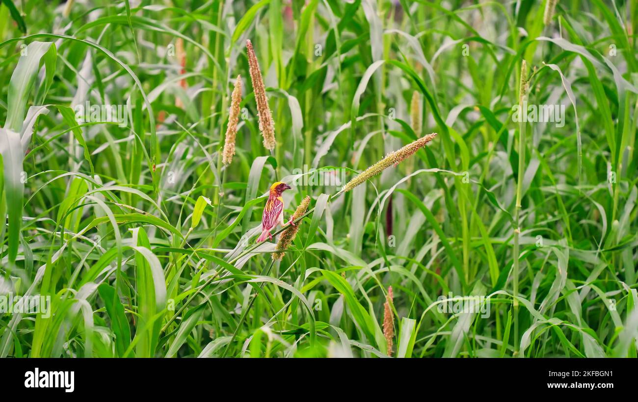 Oiseau de Baya connu sous le nom de Ploceus phippinus assis dans le ...