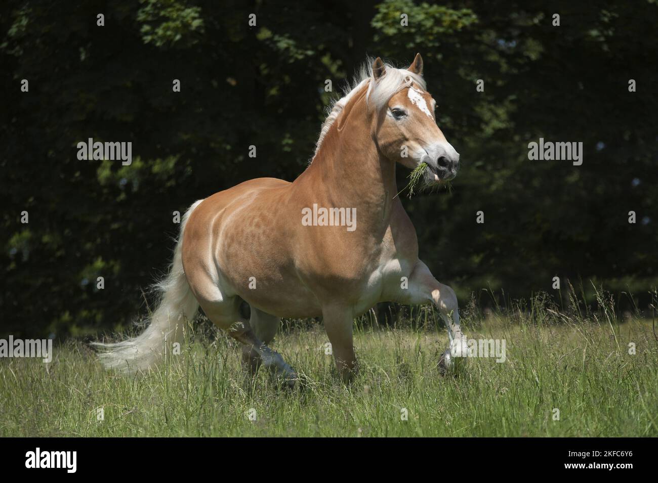Haflinger horse trotting meadow Banque de photographies et d’images à ...