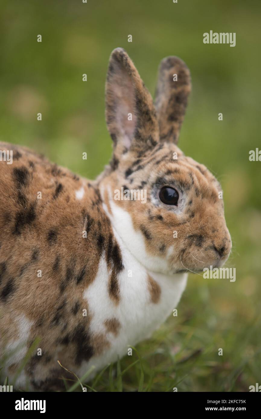 Dwarf rex rabbit Banque de photographies et d’images à haute résolution - Alamy