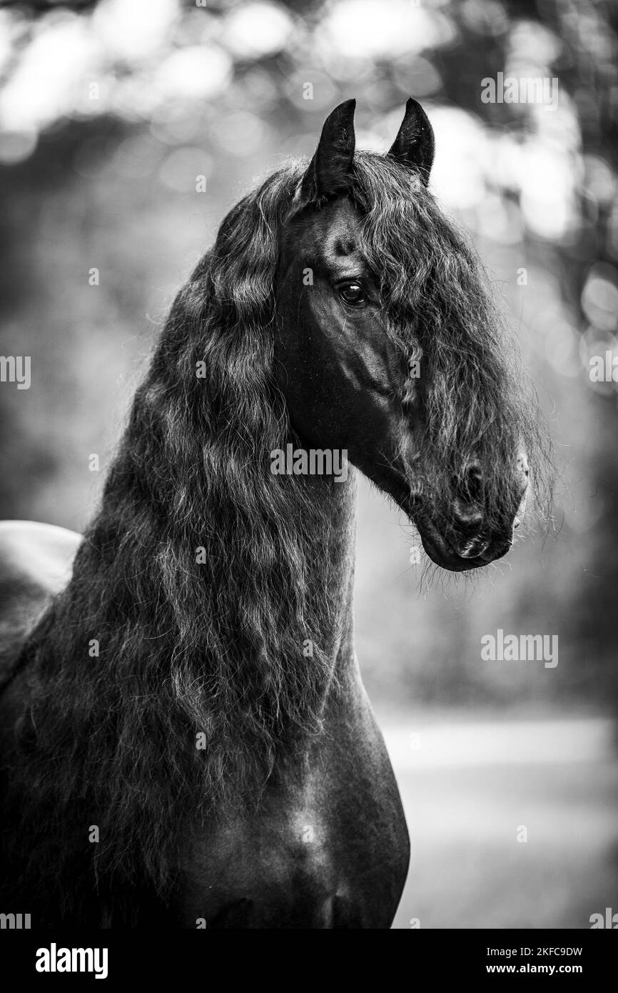 Cheval frison étalon noir Banque d'images noir et blanc - Alamy