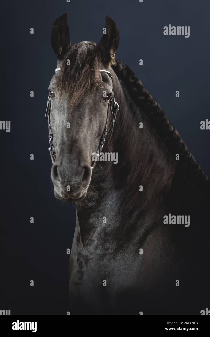 Cheval frison tresse Banque de photographies et d’images à haute ...