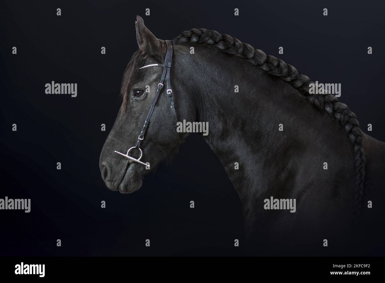 Cheval frison tresse Banque de photographies et d’images à haute ...