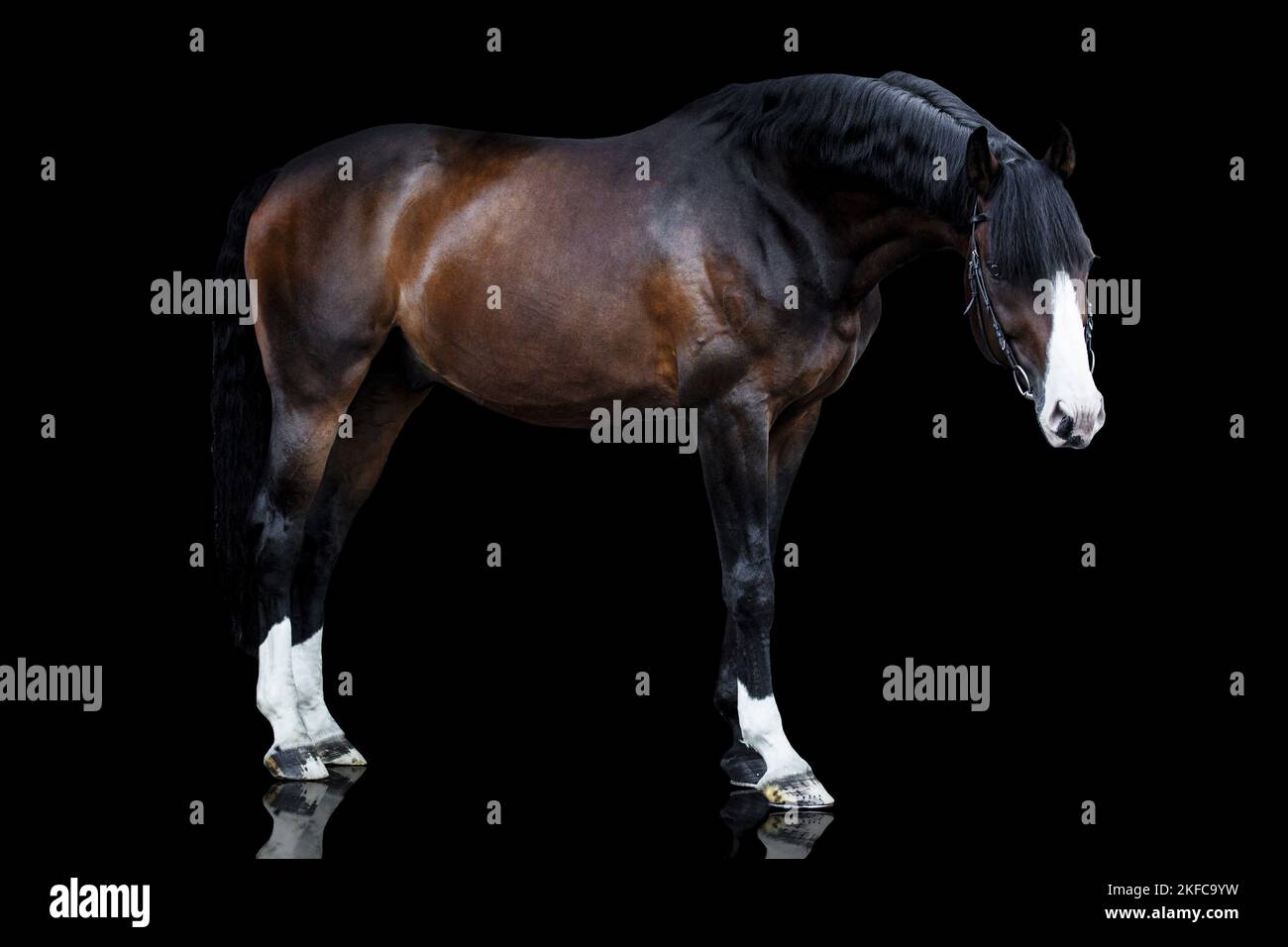 Westphalian bay Banque de photographies et d’images à haute résolution ...