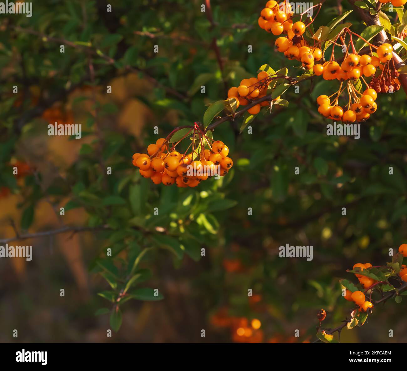 Baies rouges brillantes de Pyracantha coccinea, fruits flamboyants de ...