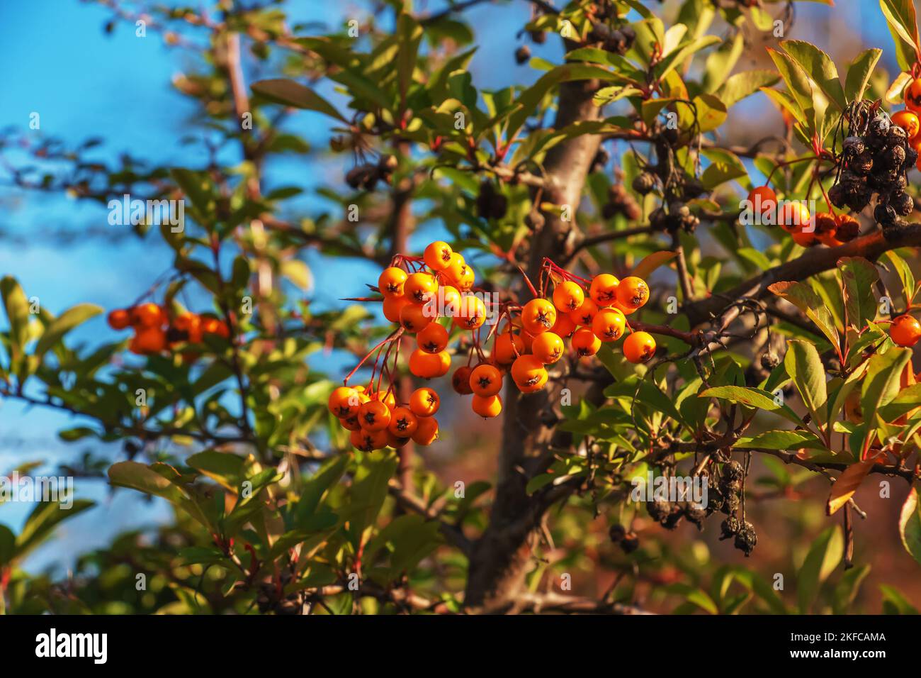 Baies rouges brillantes de Pyracantha coccinea, fruits flamboyants de ...