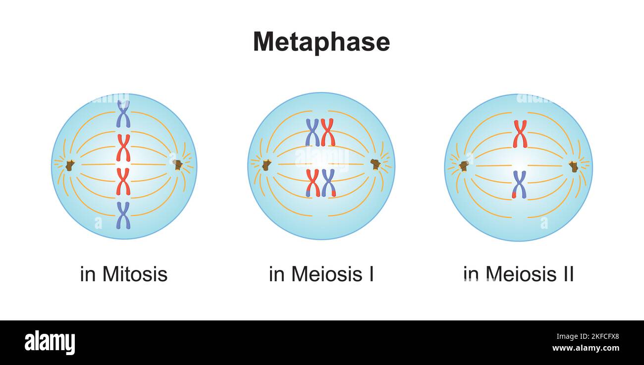 Conception scientifique des différences entre la métaphase en méiose et ...