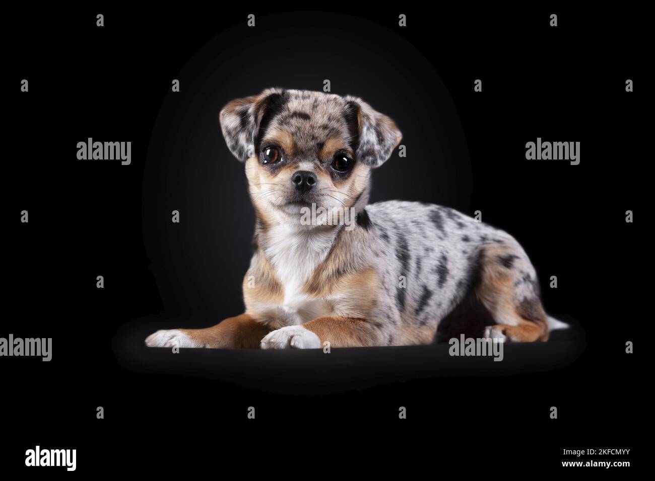 Chin chi Banque de photographies et d’images à haute résolution - Alamy