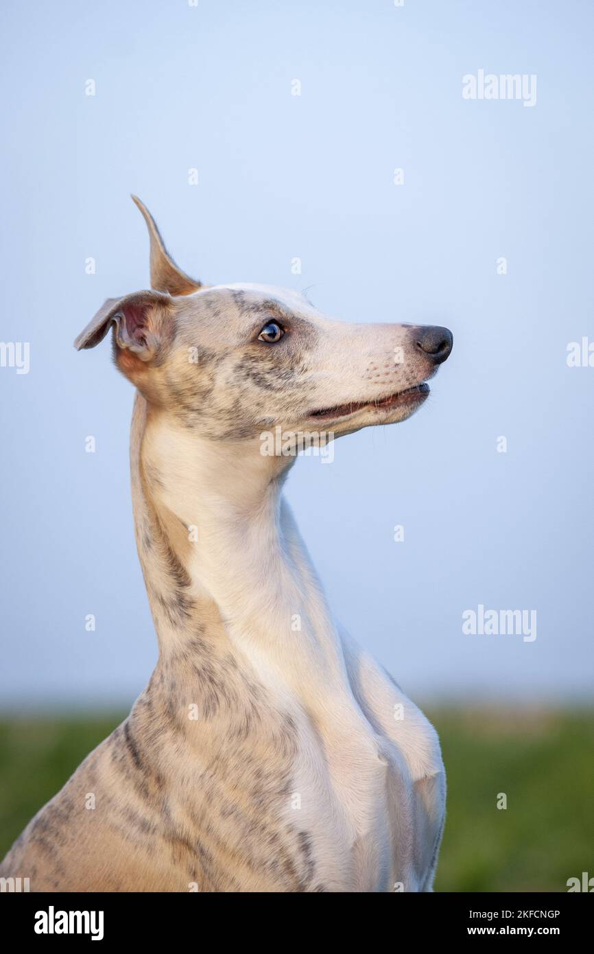 Whippet profile Banque de photographies et d’images à haute résolution ...