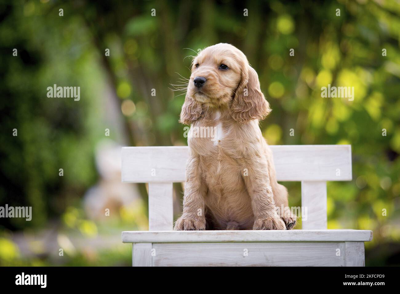 Blond cocker spaniel Banque de photographies et d’images à haute ...