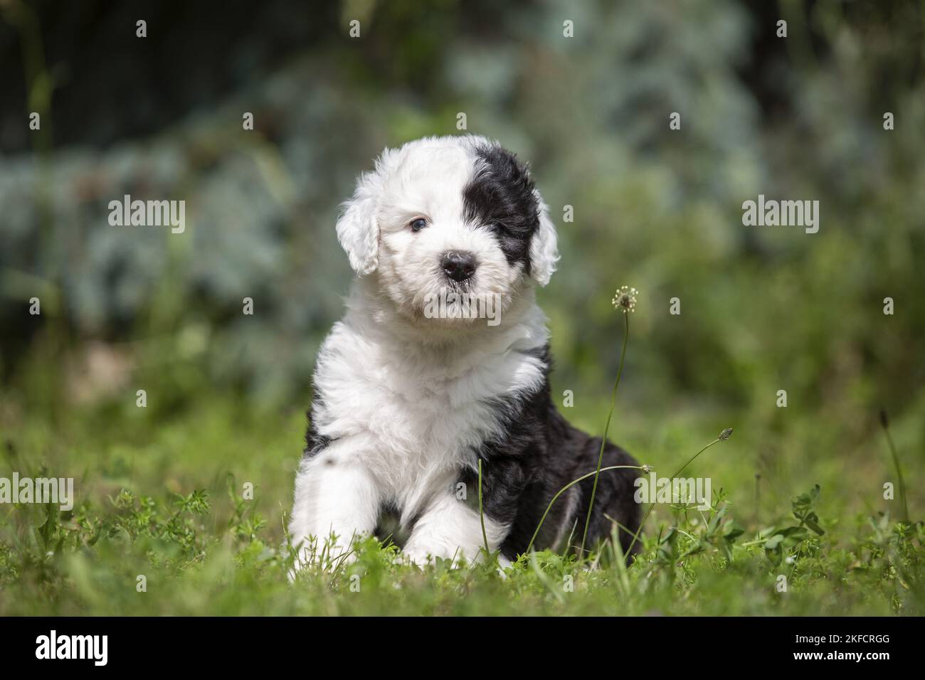 Old english sheepdog baby Banque de photographies et d’images à haute ...