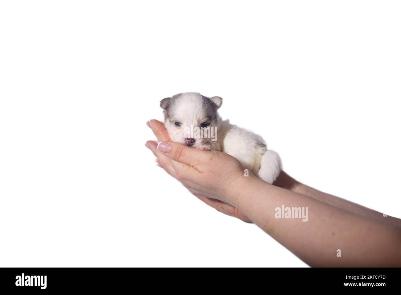 Chien pomsky roux Banque de photographies et d’images à haute ...