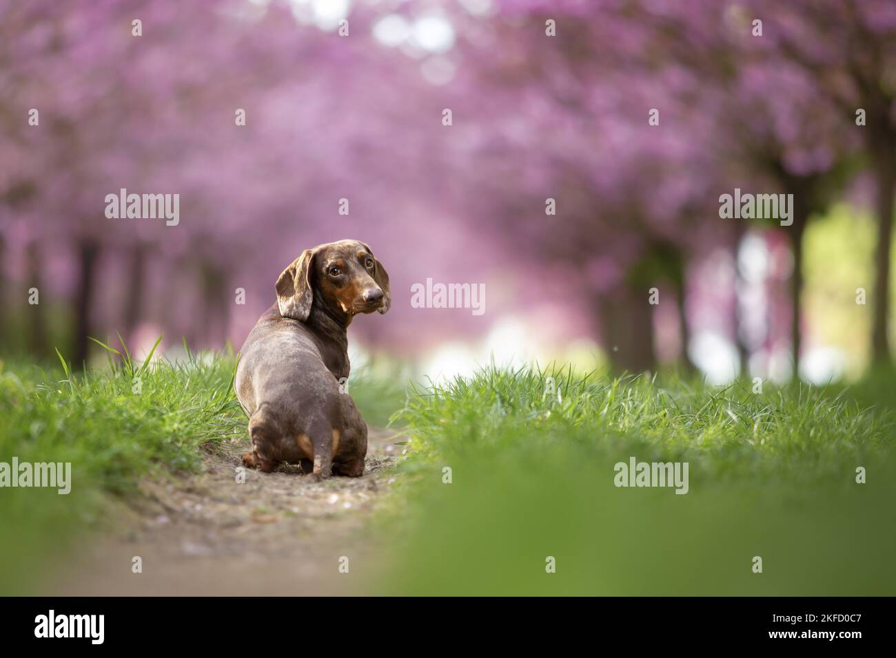 Teckels merle Banque de photographies et d’images à haute résolution ...