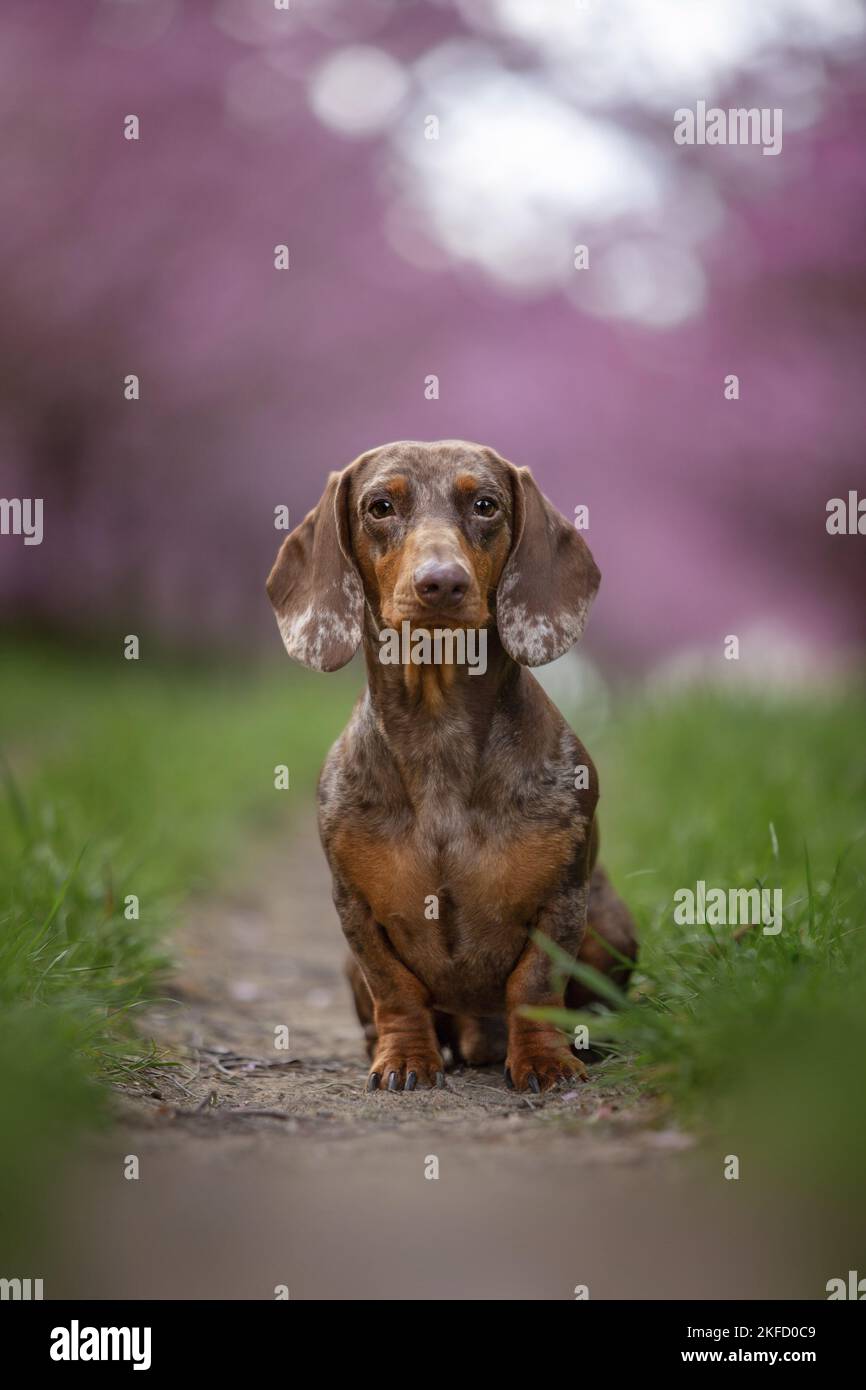 Teckels merle Banque de photographies et d’images à haute résolution ...