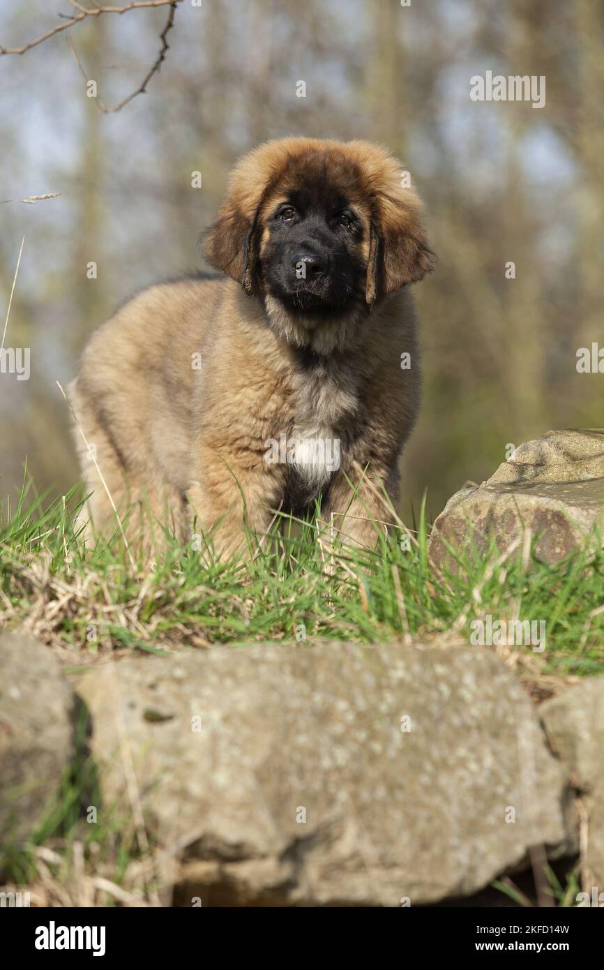 Leonberger pup Banque de photographies et d’images à haute résolution ...