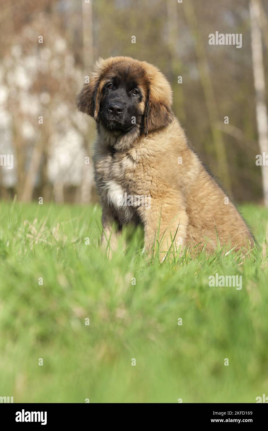 Leonberger pup Banque de photographies et d’images à haute résolution ...