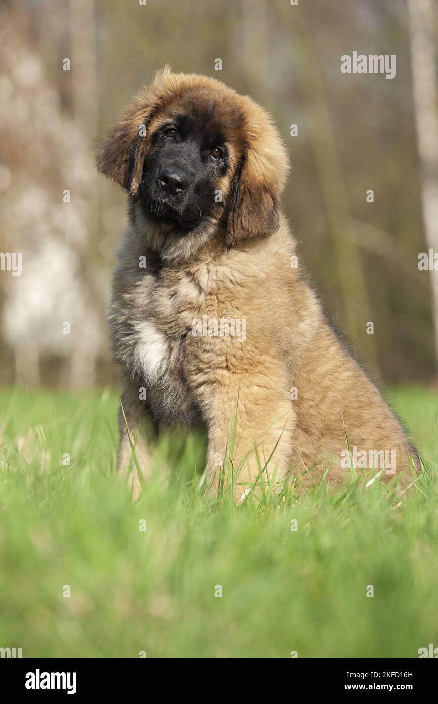 Leonberger pup Banque de photographies et d’images à haute résolution ...