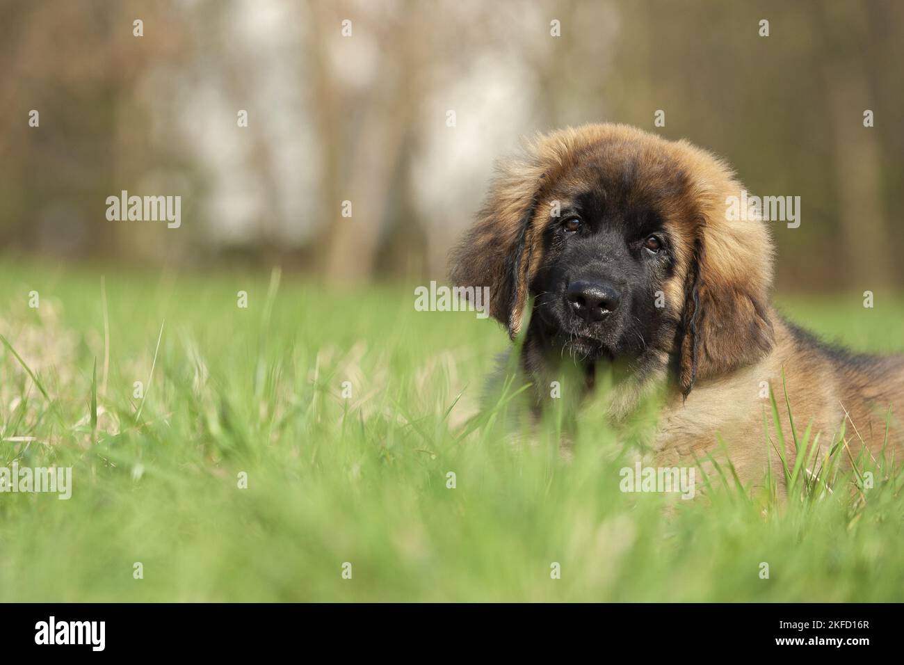 Leonberger pup Banque de photographies et d’images à haute résolution ...
