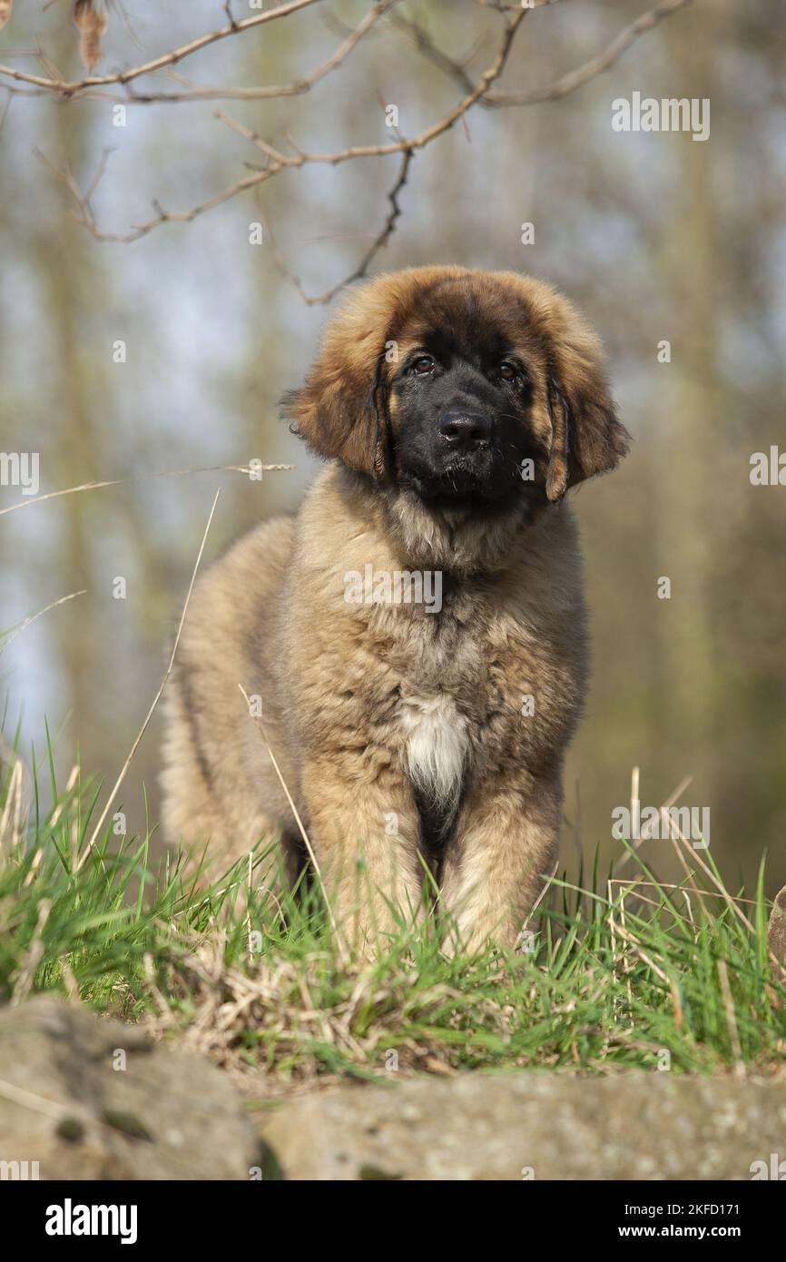 Leonberger pup Banque de photographies et d’images à haute résolution ...