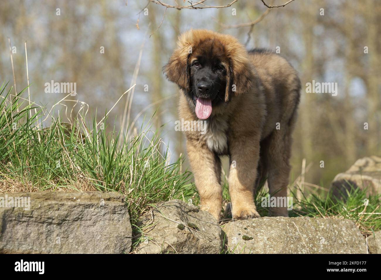 Leonberger pup Banque de photographies et d’images à haute résolution ...