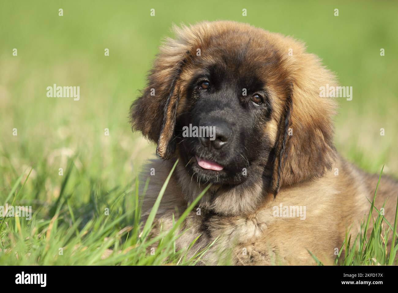Leonberger pup Banque de photographies et d’images à haute résolution ...