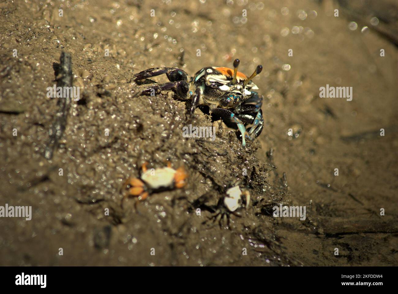 Especies de biodiversidad Banque de photographies et d’images à haute ...
