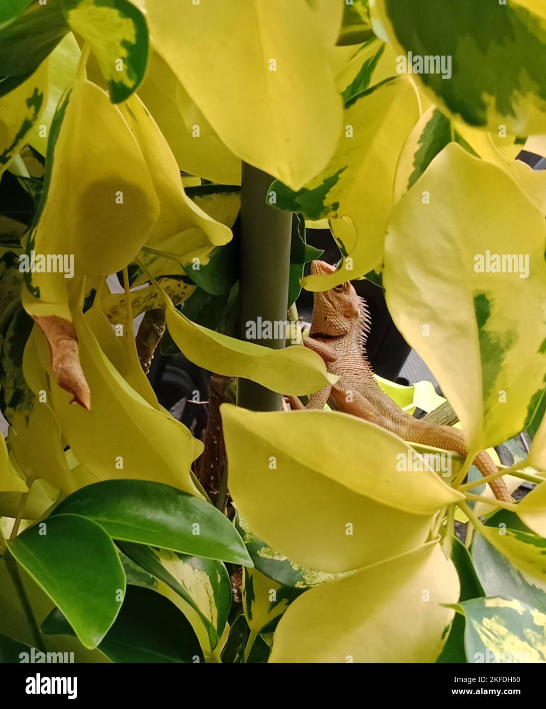 Tronco animal Banque de photographies et d’images à haute résolution ...