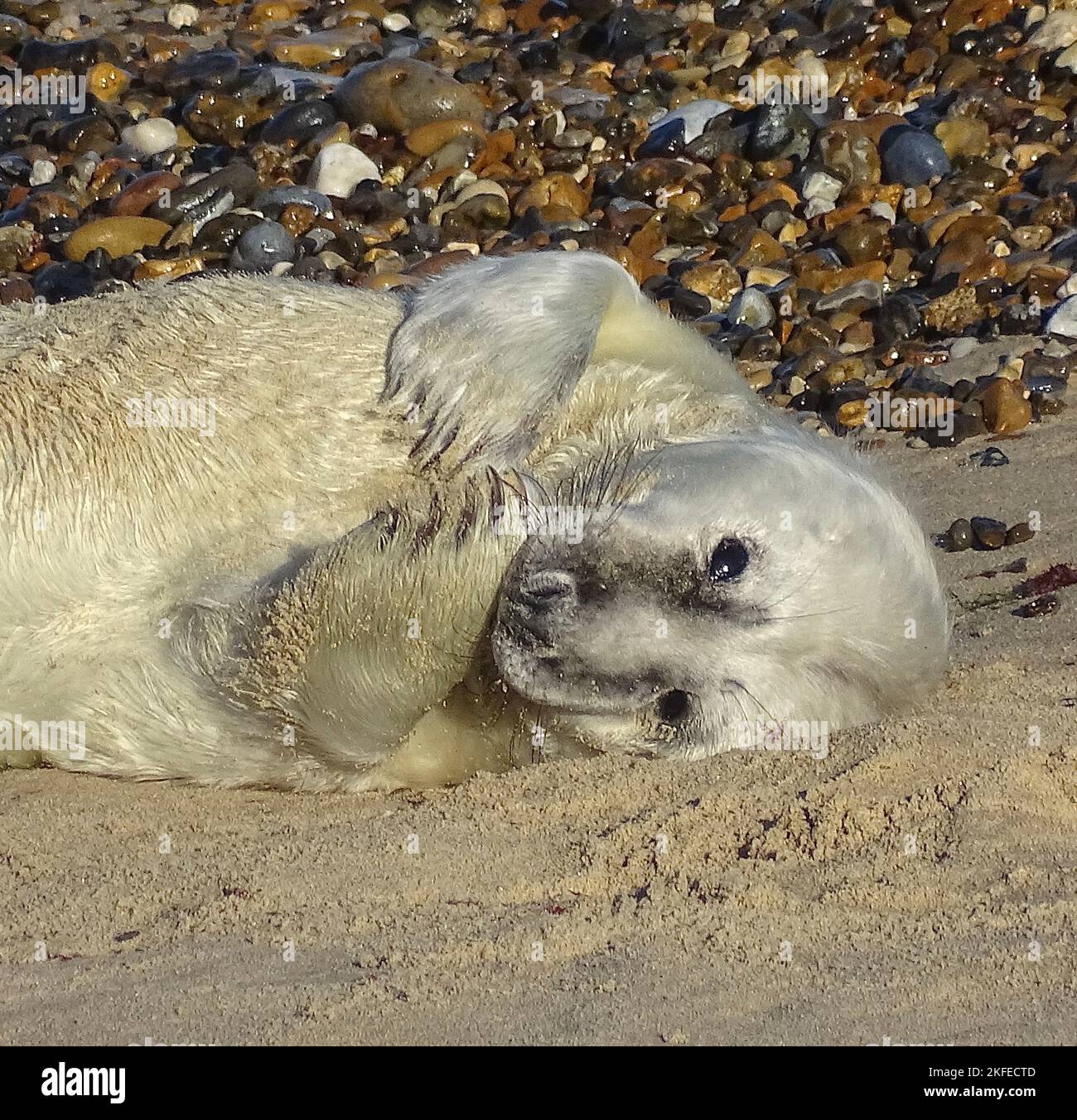 CES ADORABLES images cliquées le 14th novembre 2022 à la plage de ...
