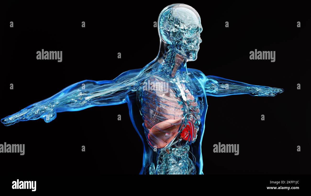 Système respiratoire humain poumons Anatomy animation concept. Poumon ...