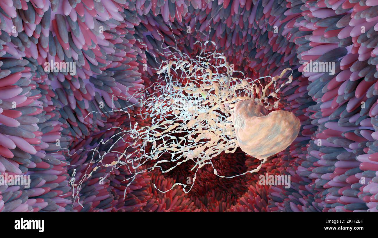 Helicobacter pylori illustration bactérie microaérophile qui infecte ...