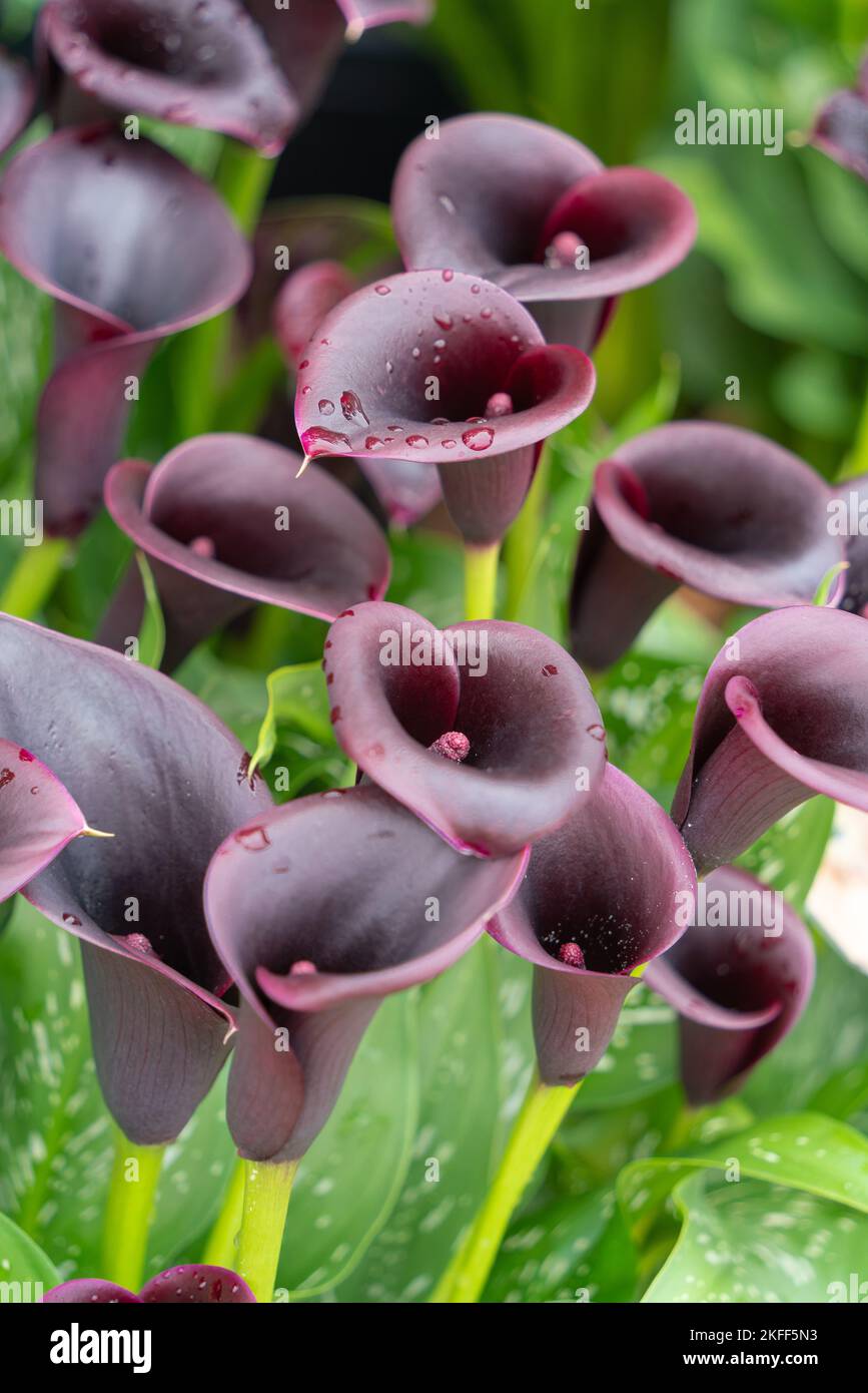 Fleurs en forme de calice Banque de photographies et d’images à haute ...