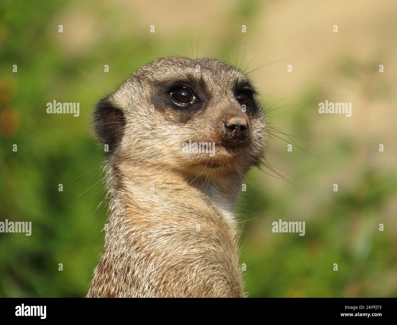 Portraits de suricates Banque de photographies et d’images à haute ...