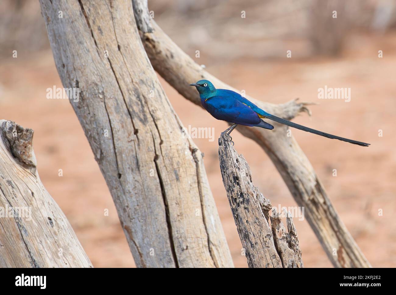 L'amidons dorés (Cosmopsarus regius), une espèce commune de brousse ...