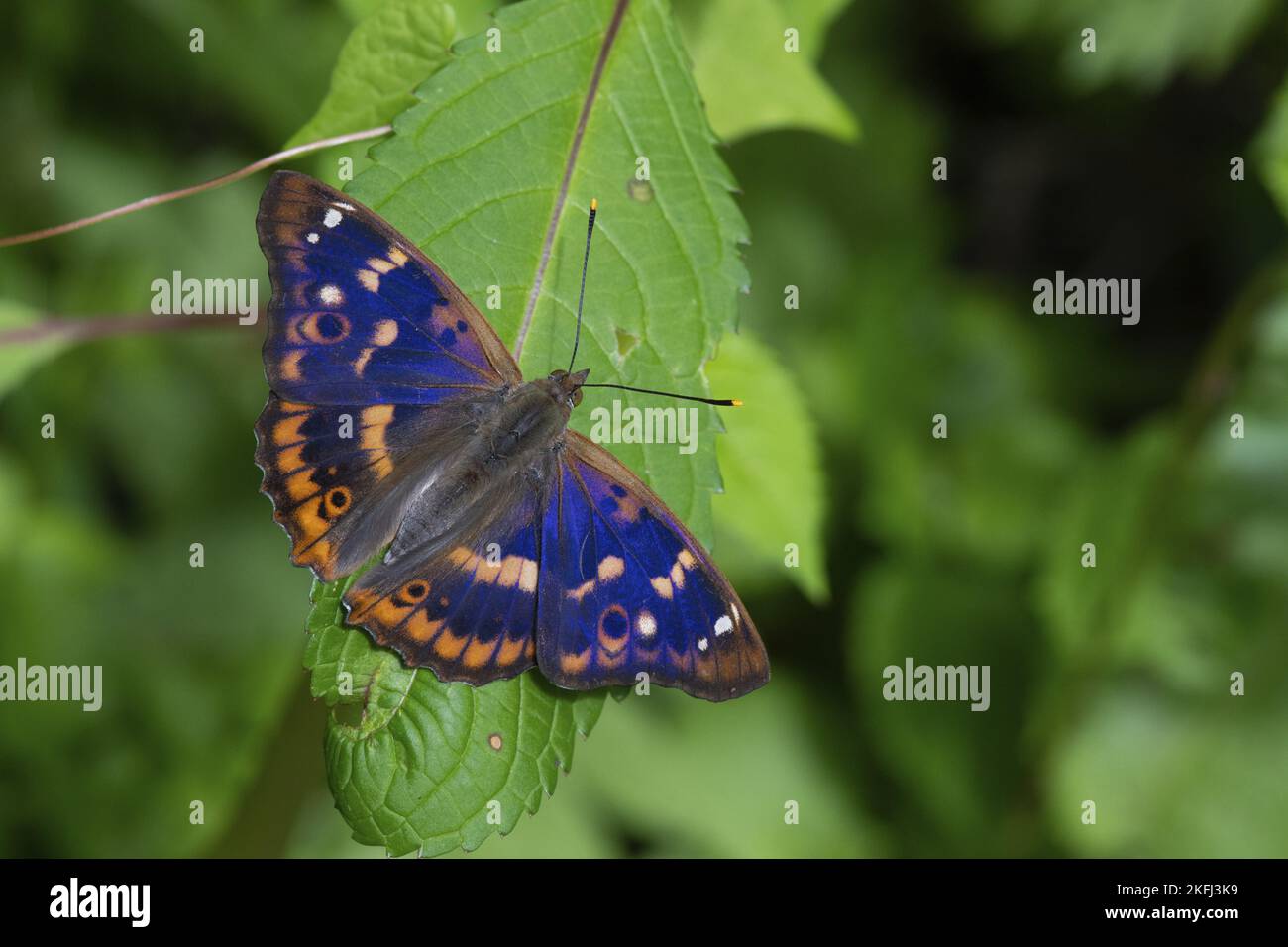 Purple emperors Banque de photographies et d’images à haute résolution ...