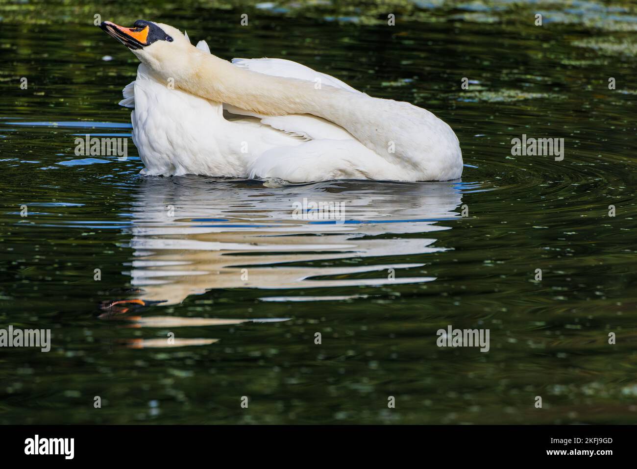 Cygne adulte Banque de photographies et d’images à haute résolution - Alamy