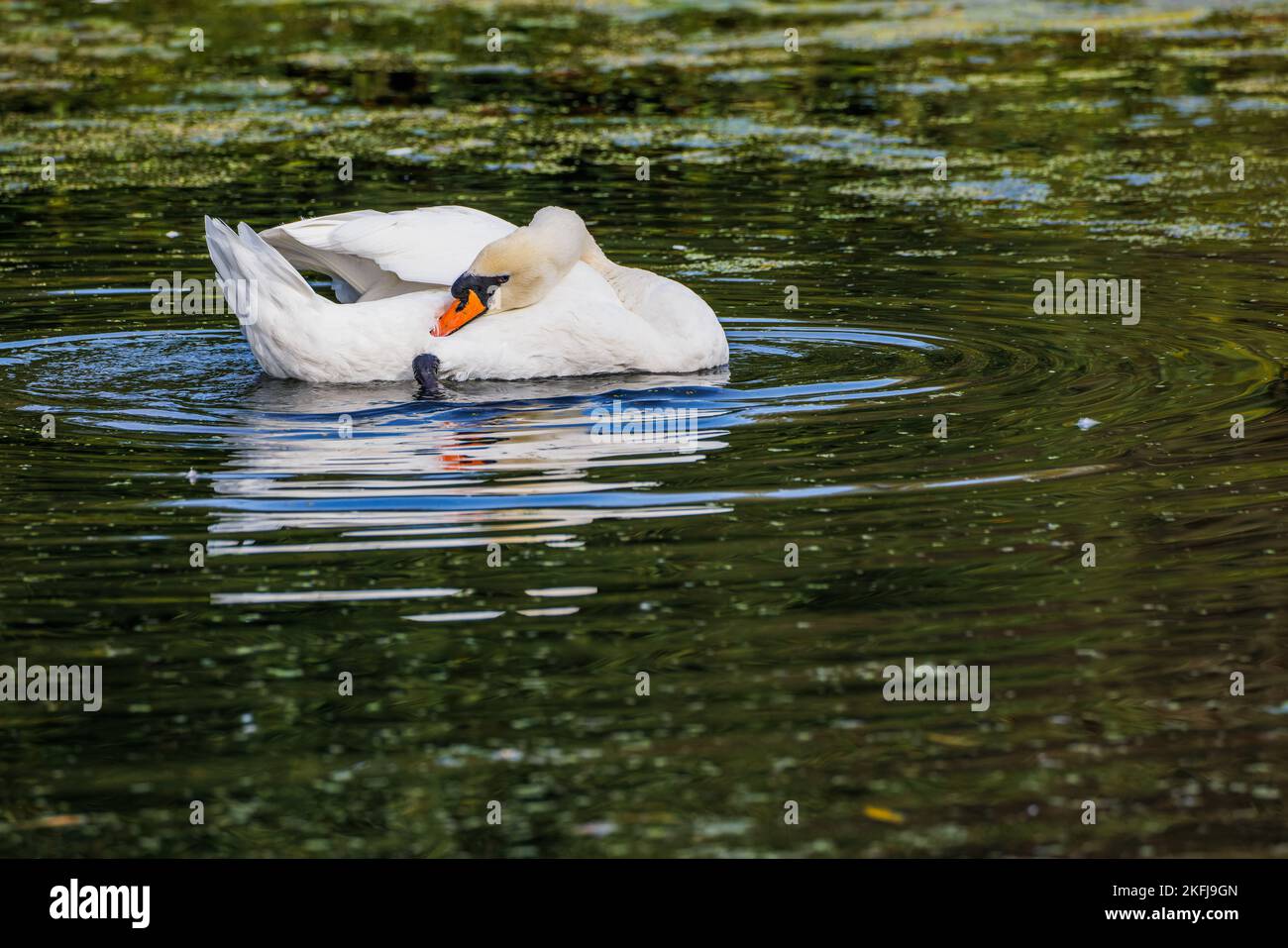 Cygne adulte Banque de photographies et d’images à haute résolution - Alamy