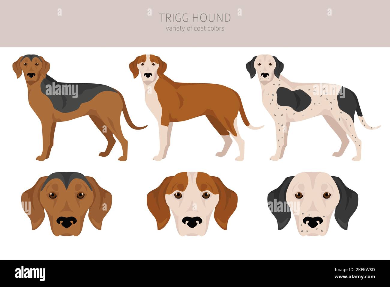 Cliquez sur Trigg Hound. Ensemble de couleurs de manteau. Infographie ...