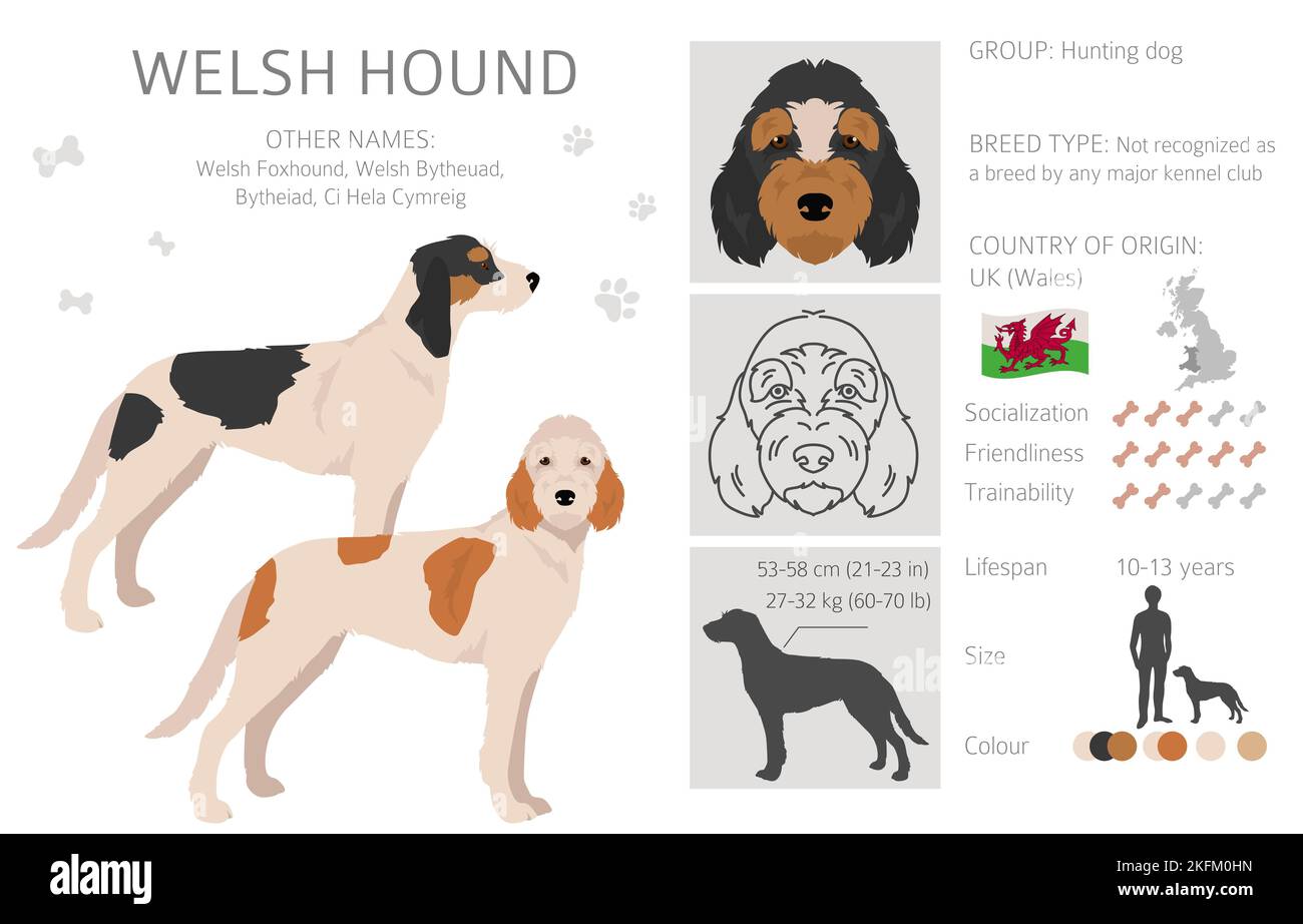 La falaise Welsh Hound. Ensemble de couleurs de manteau. Infographie ...